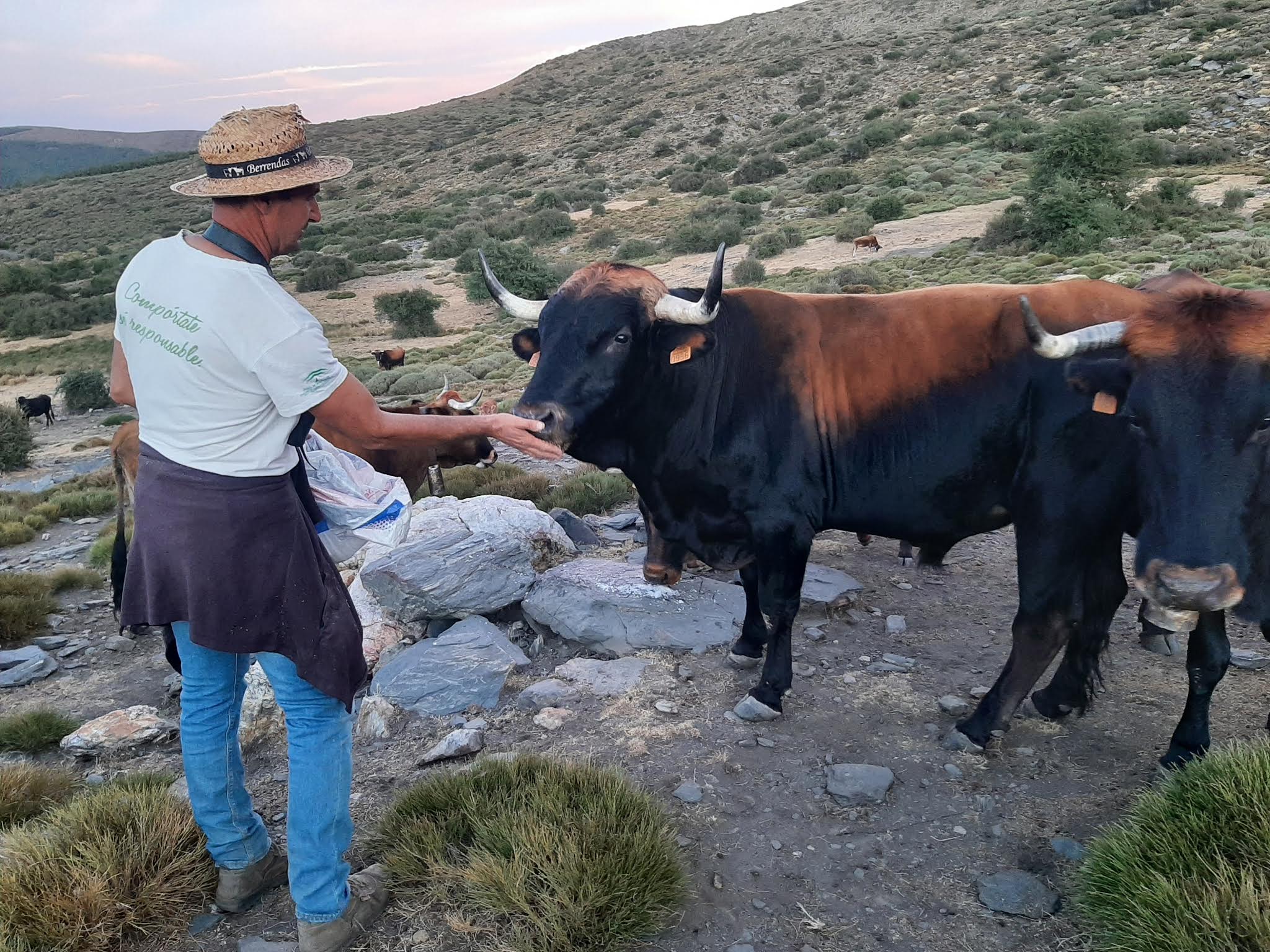 Noticias y Publicaciones – Raza Pajuna